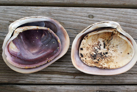 New England Clam Stuffie Dressing